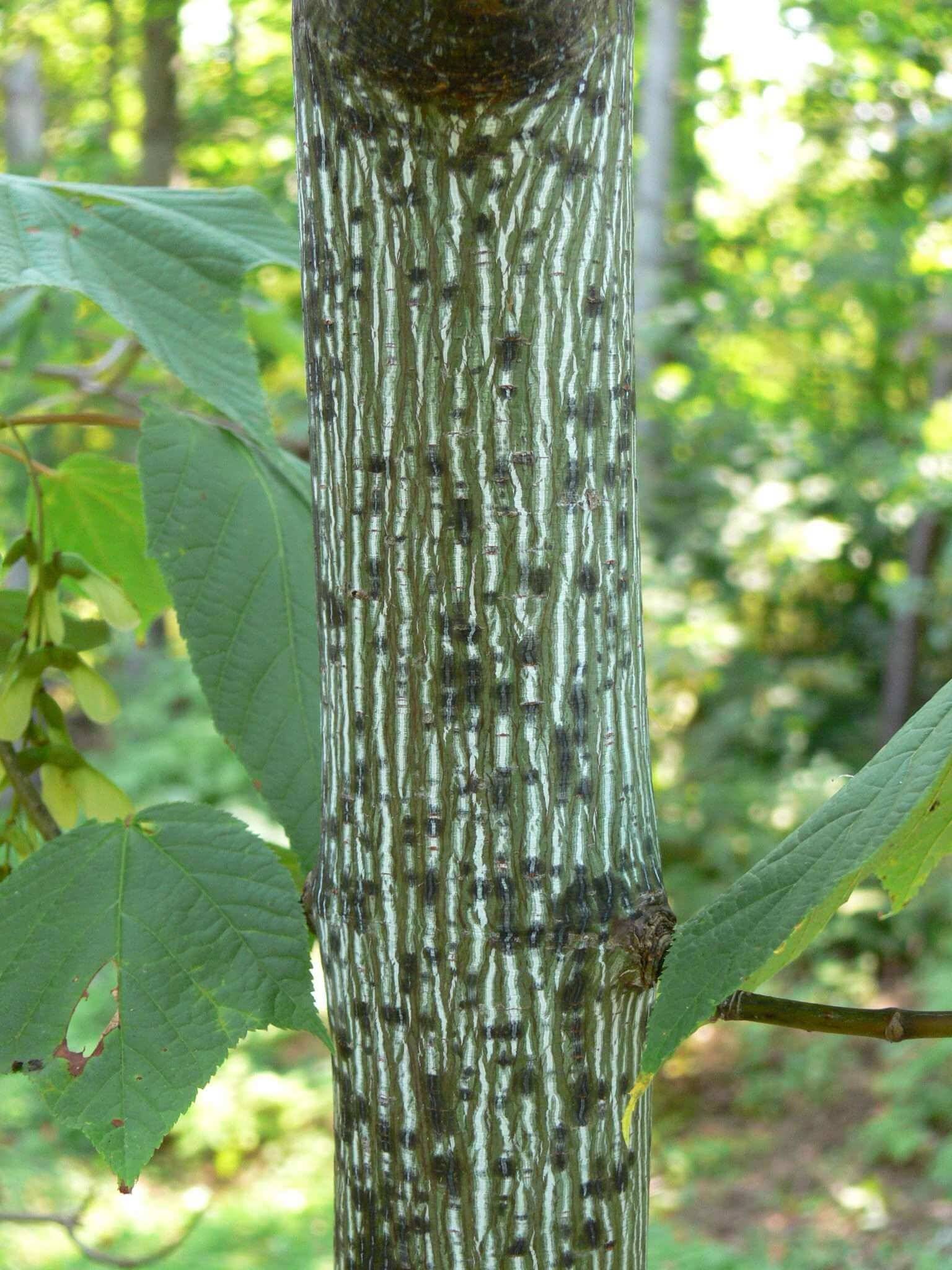 What’s in a name? - The Buzz