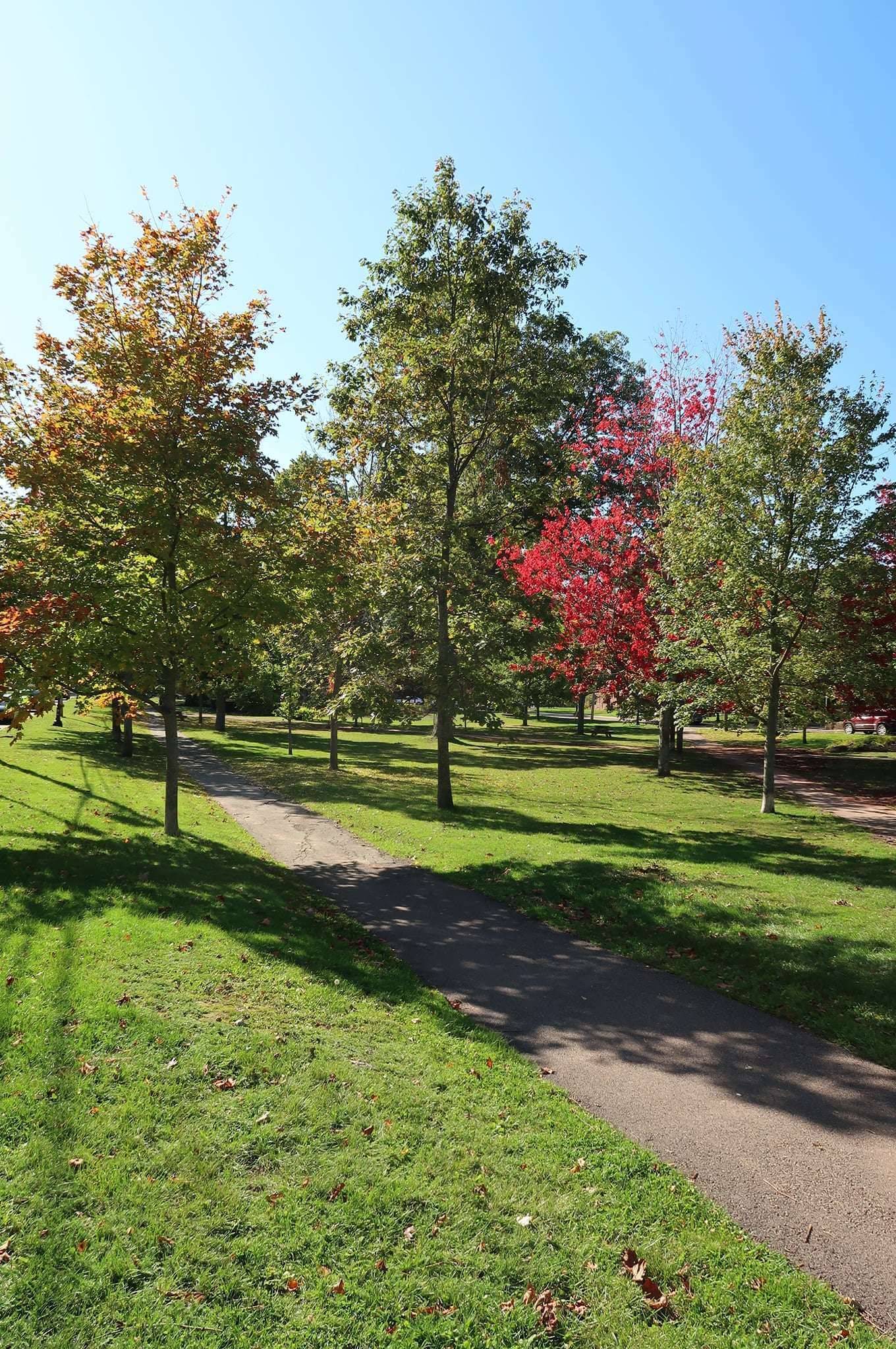 Victoria Park Restoration Tour - The Buzz