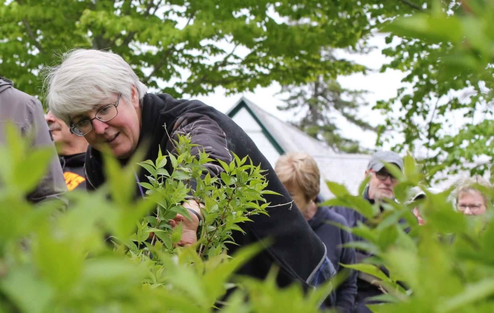 Plant Walk of Macphail Woods with Kate MacQuarrie - The Buzz